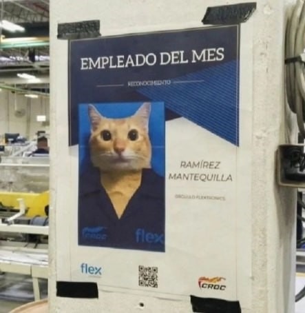 Top Memes de Gatos en Español – Memedroid