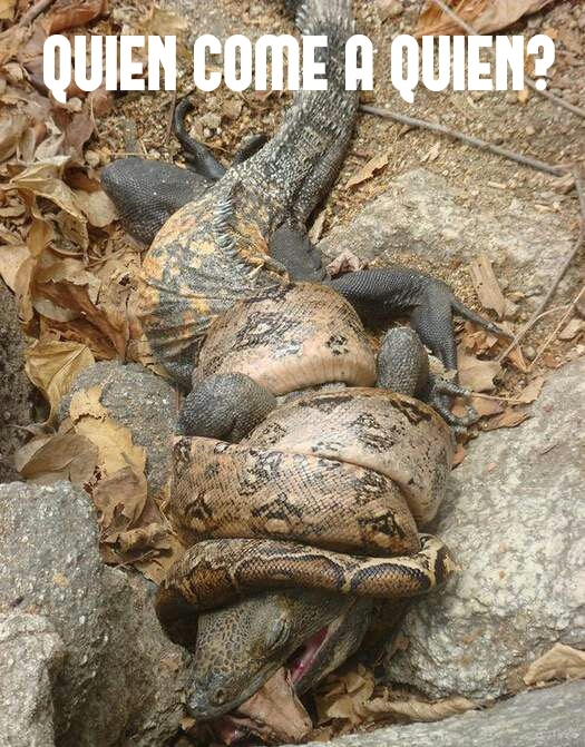 Nos comemos - Meme by badlois82 :) Memedroid