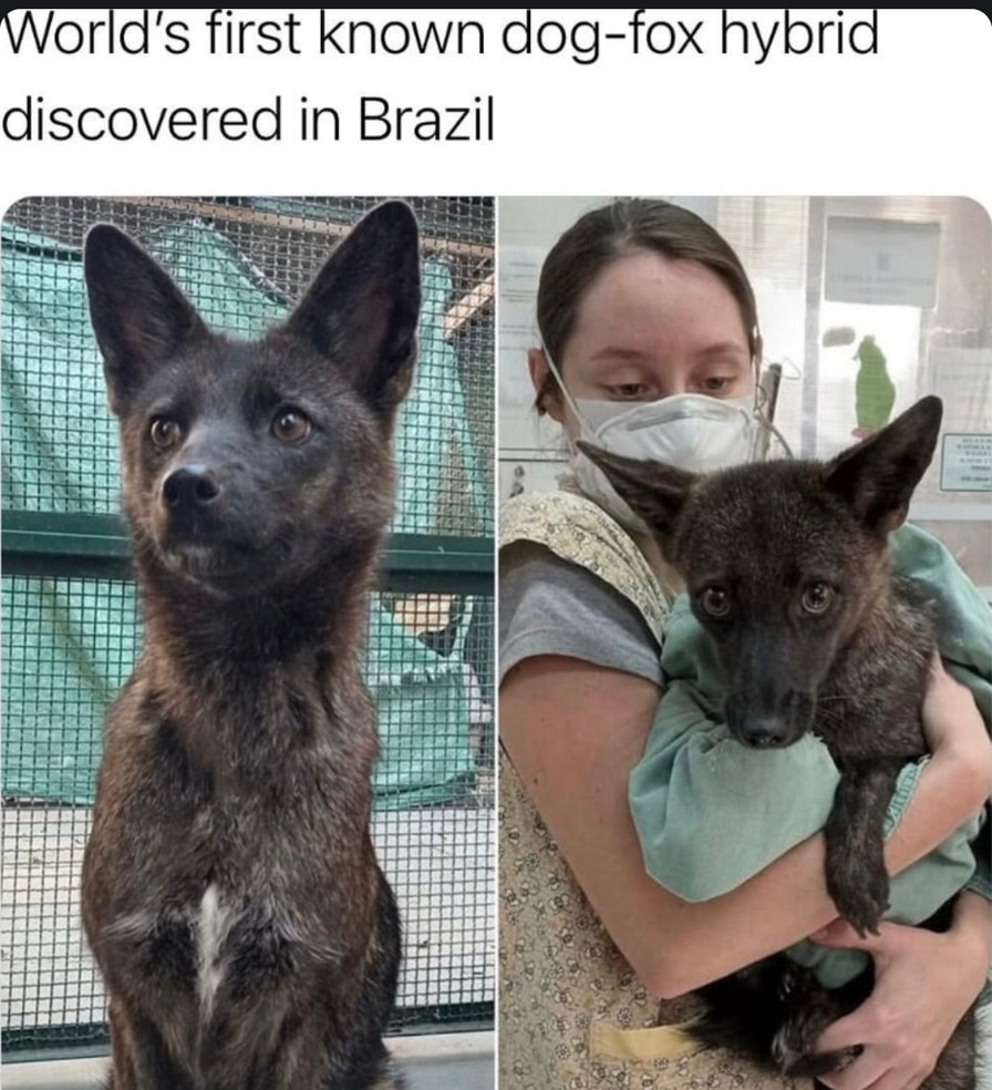Dog Fox Hybrid Discovered In Brazil