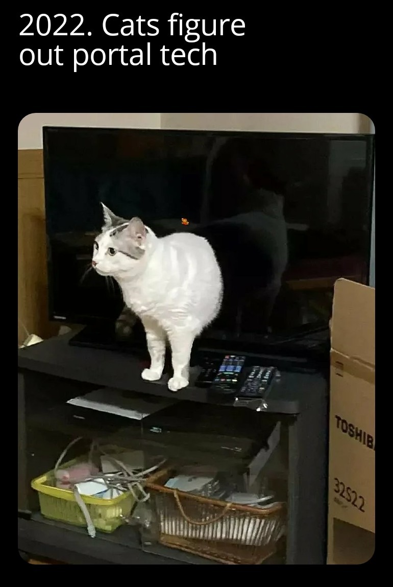 Ac Dc Cat Memes Fosters Wanted | Animal Coalition Of Delaware County