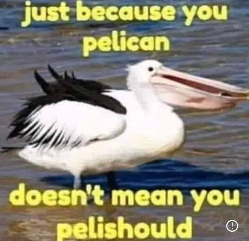 The best Pelican memes :) Memedroid