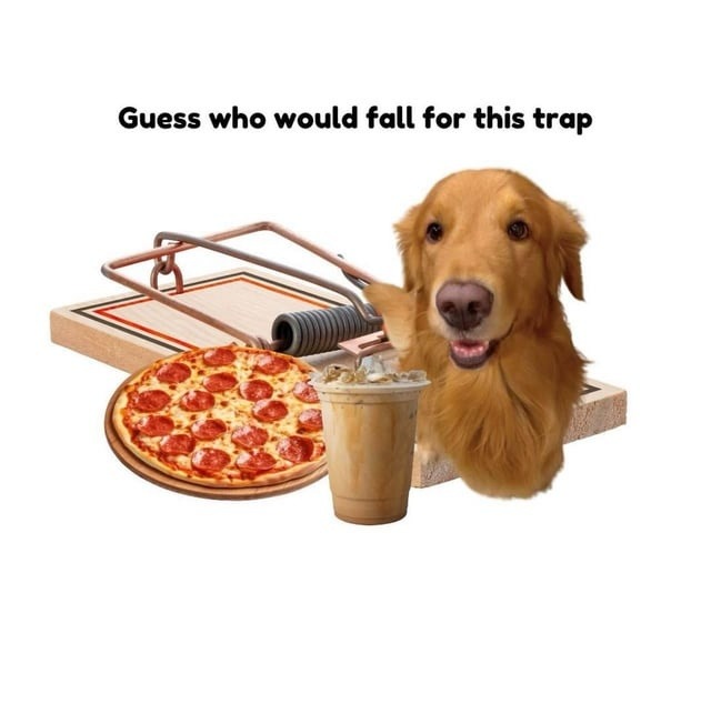 The best Trap memes :) Memedroid