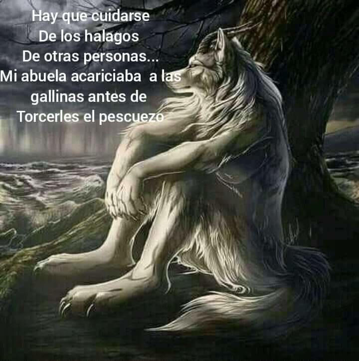 Memes El Lobo