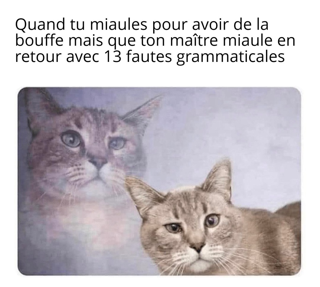 Miaou - Meme by SuitSzer :) Memedroid