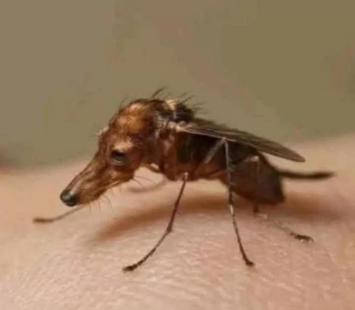 Los Últimos Memes :) Memedroid