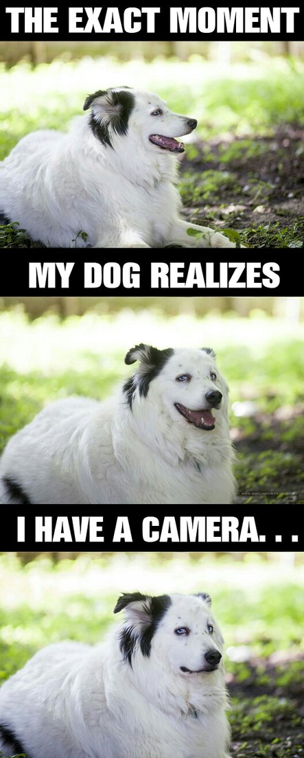Dog has disdain for photographers - Meme by soydolphin :) Memedroid