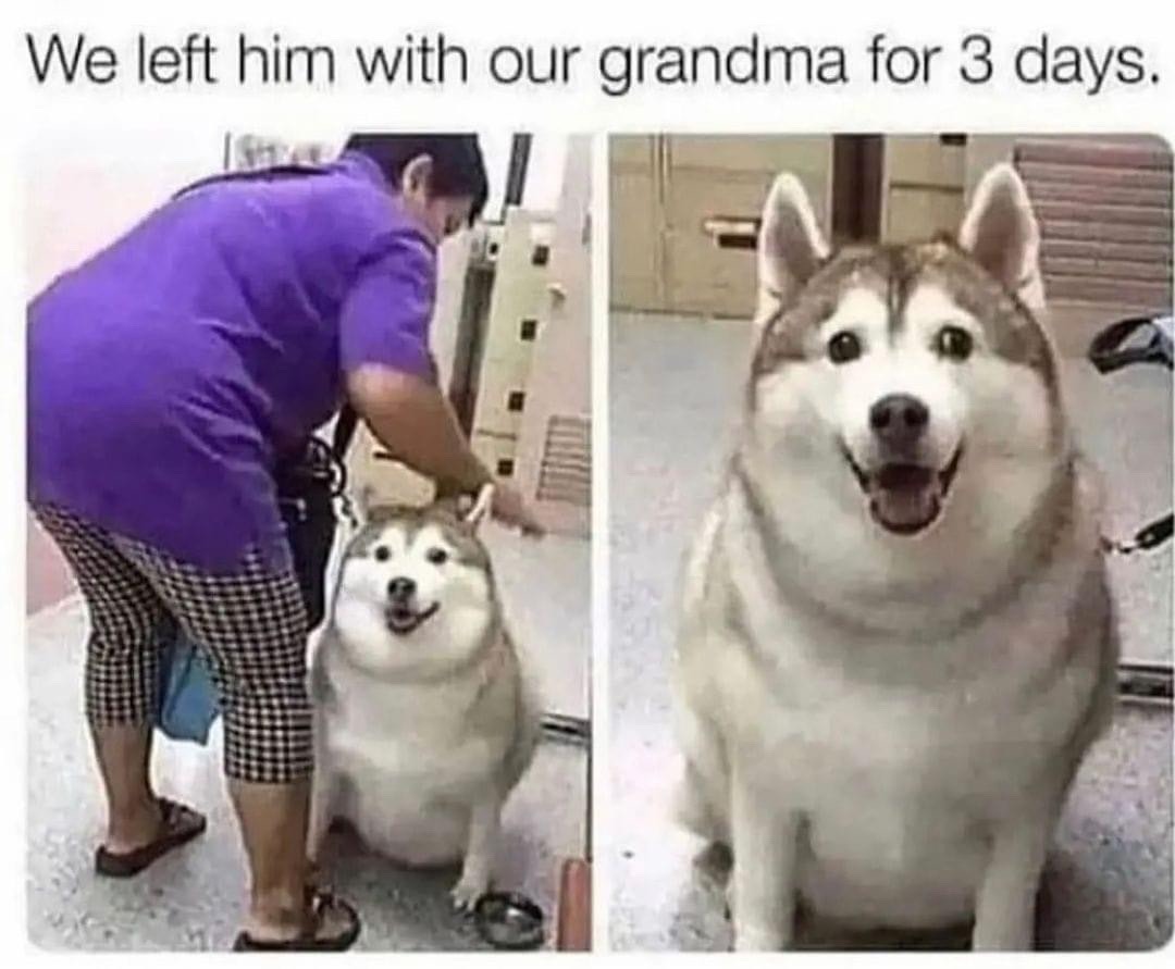 chonk - Meme by tamikins123 :) Memedroid