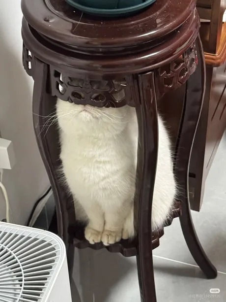 Top Memes de Gatos en Español – Memedroid