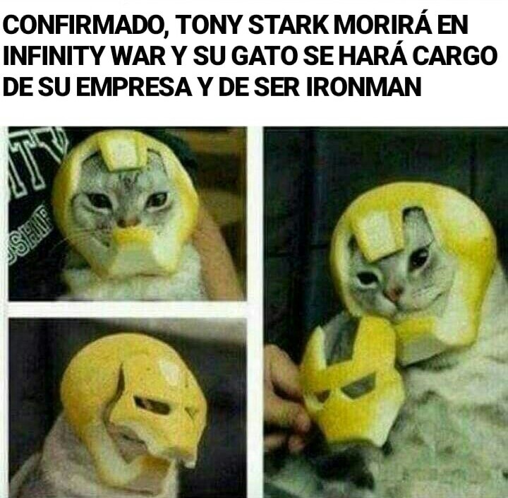 Top memes de gato en español :) Memedroid