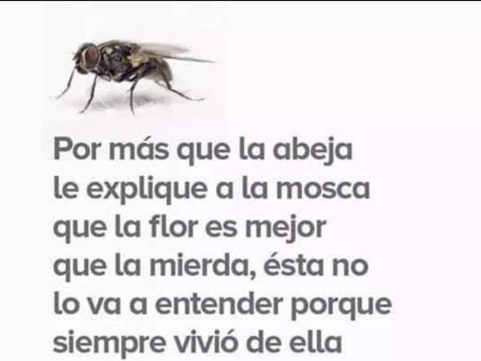 Mosca wins - Meme subido por El_ditos. :) Memedroid