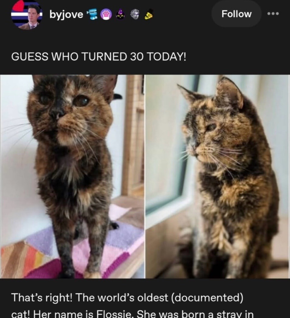 The best Oldest Cat memes :) Memedroid