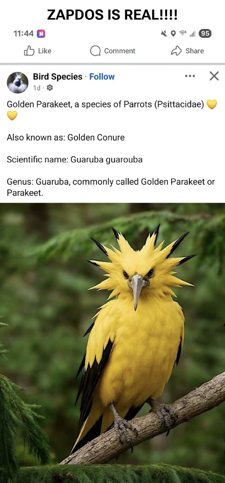 The best Bird memes :) Memedroid