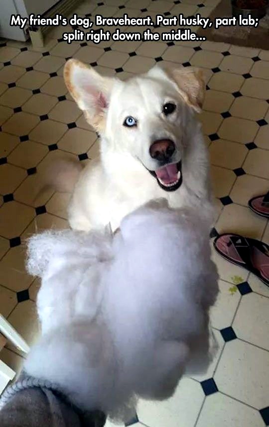 White Husky Memes Funny How To Care For Your Husky 🐾 | Gallery