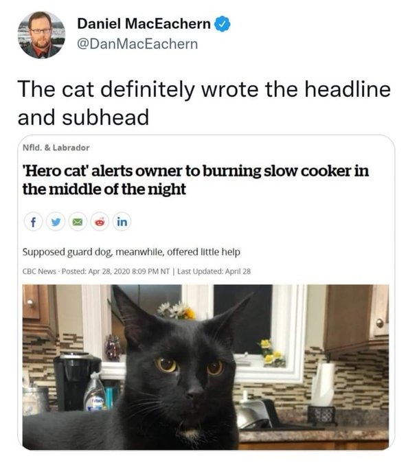 Hero cat - Meme by schizoidman :) Memedroid