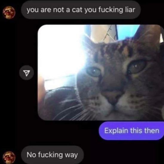 Oh Hell No Meme Cat