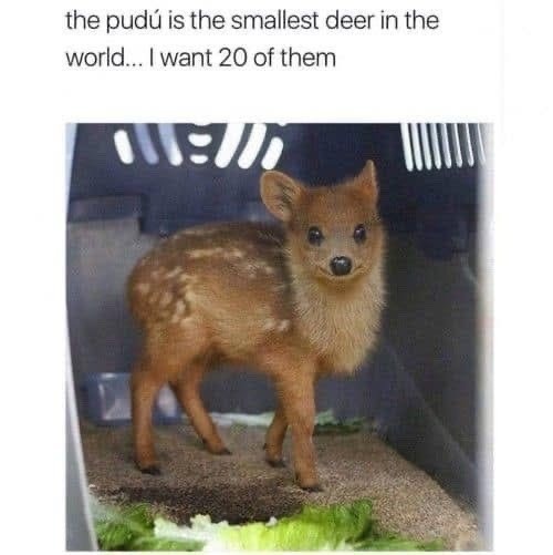 The best Deer memes :) Memedroid