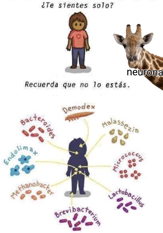 Los Últimos Memes :) Memedroid