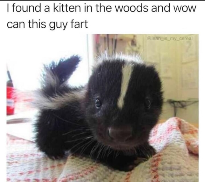 The best Skunk memes :) Memedroid