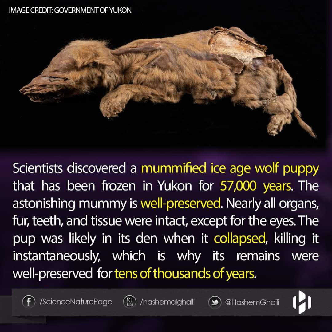 Dog bone - Meme by HANDSOME-DUCK :) Memedroid