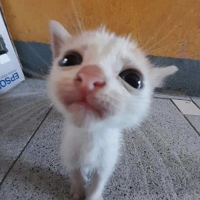 Top Memes de Gatos en Español – Memedroid