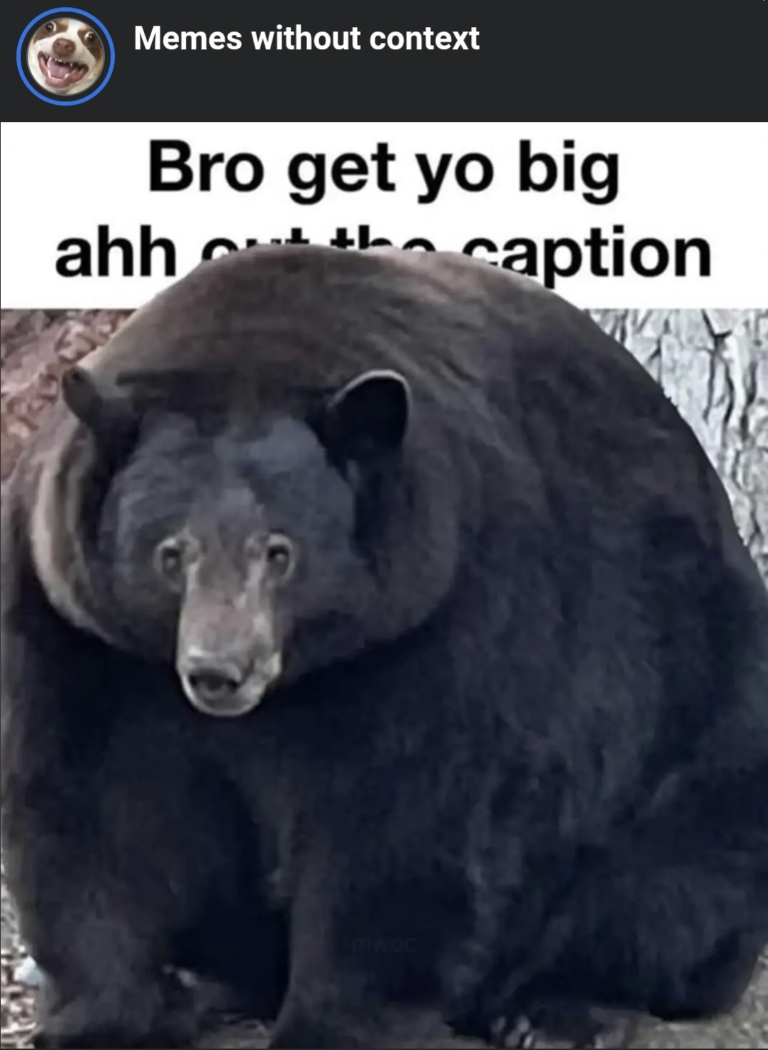 Bear Animal Memes