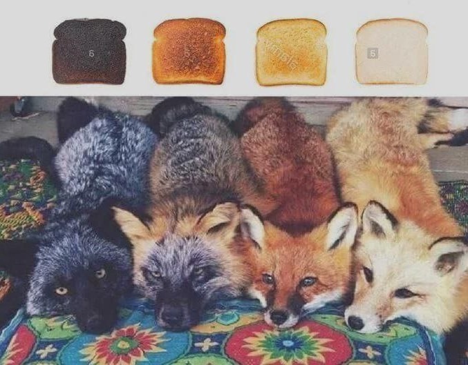 Top memes de Zorros en español :) Memedroid