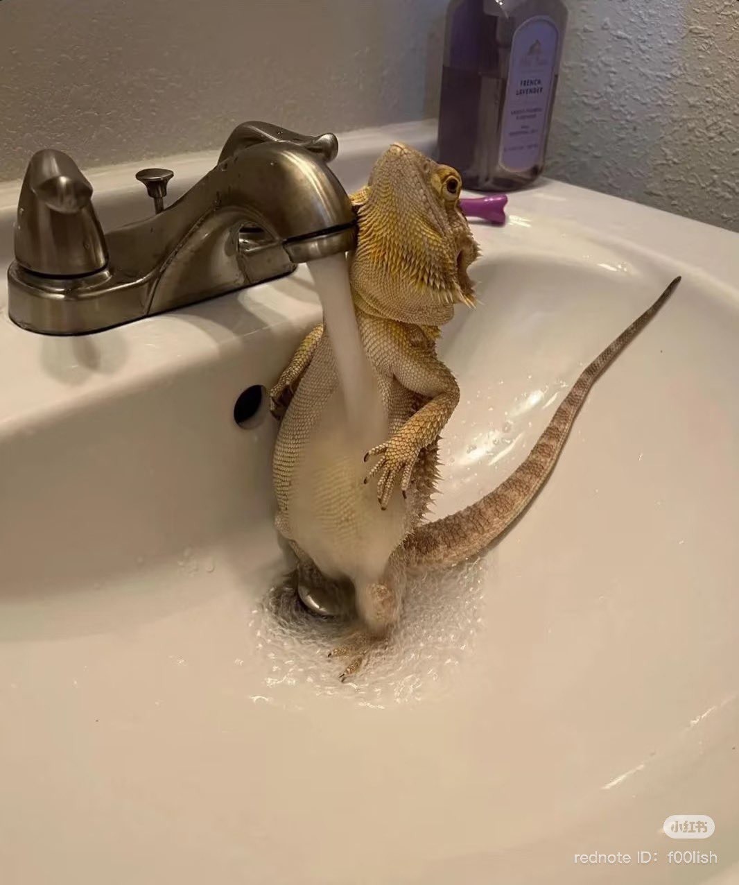 The best Lizard memes :) Memedroid