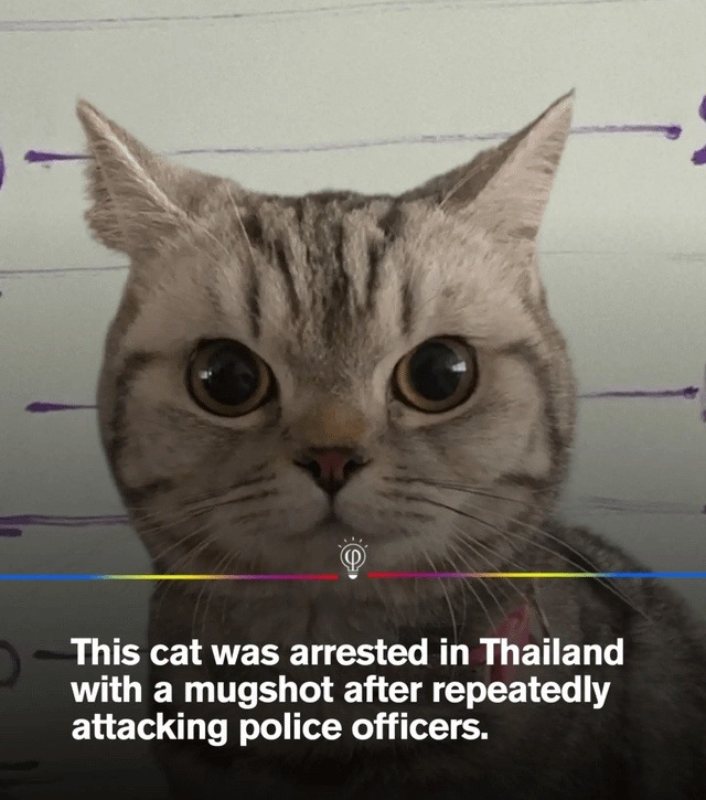 The best Mugshot memes :) Memedroid