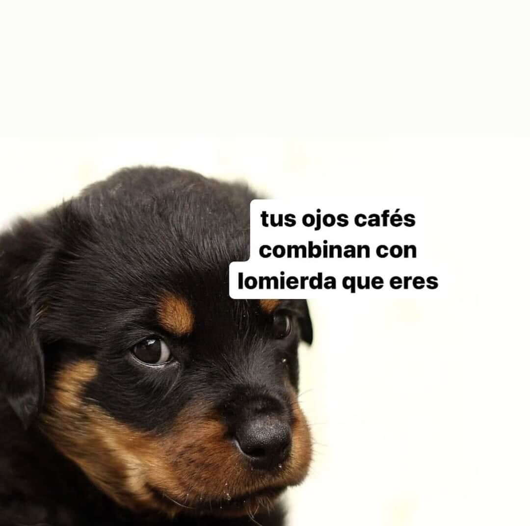 Los Últimos Memes :) Memedroid