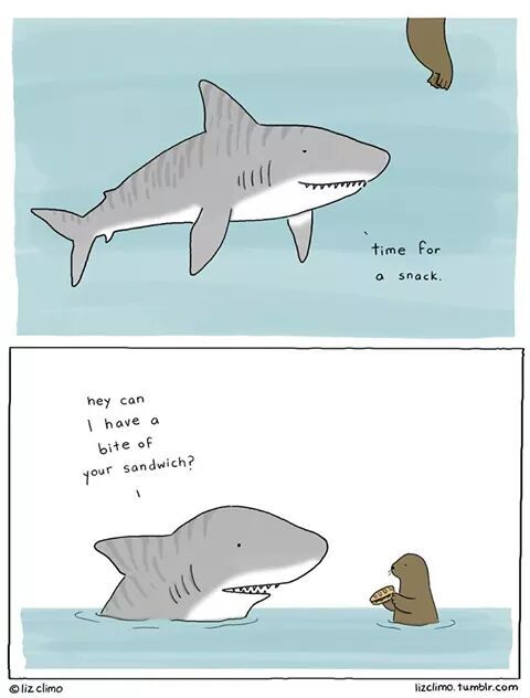 shark - Meme by pumaazul80 :) Memedroid