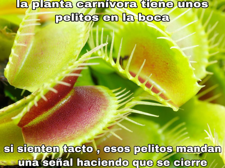 planta carnívora - Meme by guest801_gamer :) Memedroid