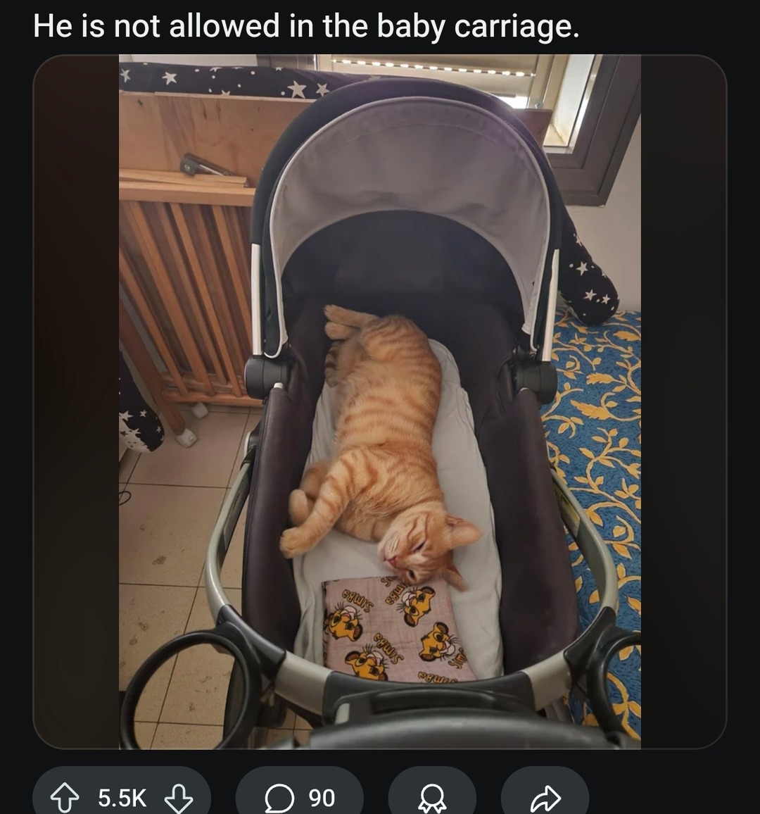 The best Pet memes :) Memedroid