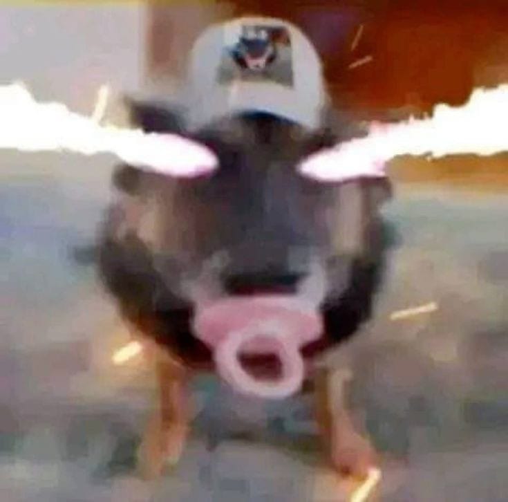 Top memes de Perros en español :) Memedroid