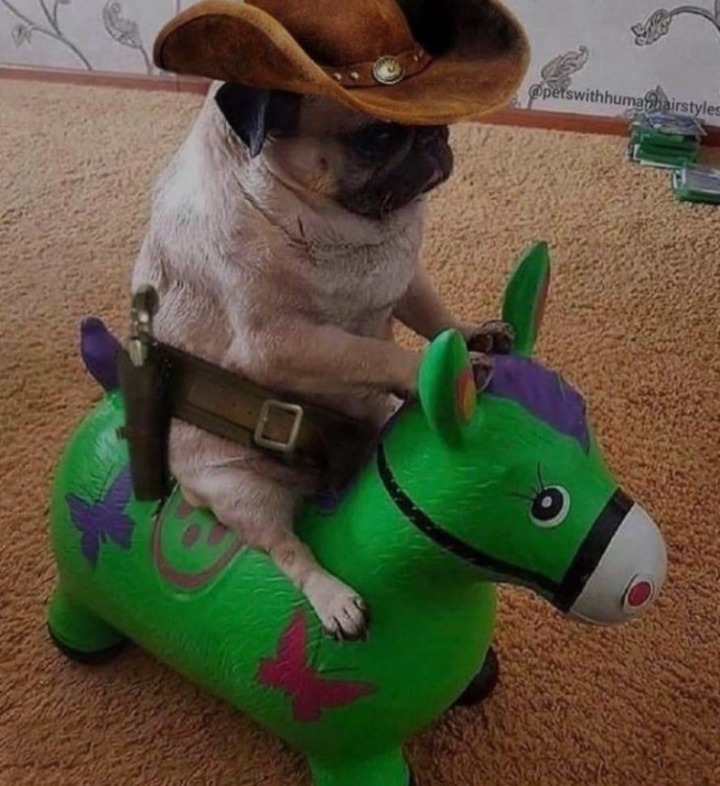 Perro - Meme subido por cheetos_renacido89 :) Memedroid