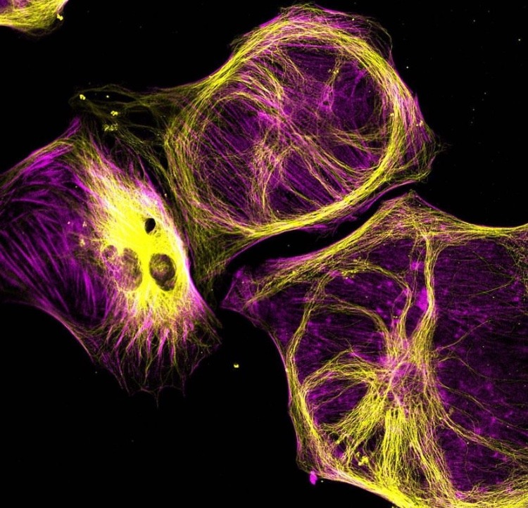 The best Microscope memes :) Memedroid