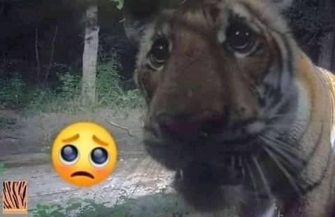 Perdón por el emoji - Meme subido por Dipro_5 :) Memedroid