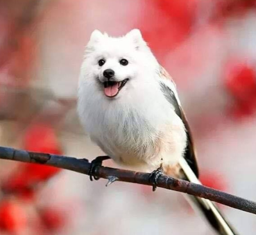 I want a cute Bird Dog! - Meme by Elle1906 :) Memedroid