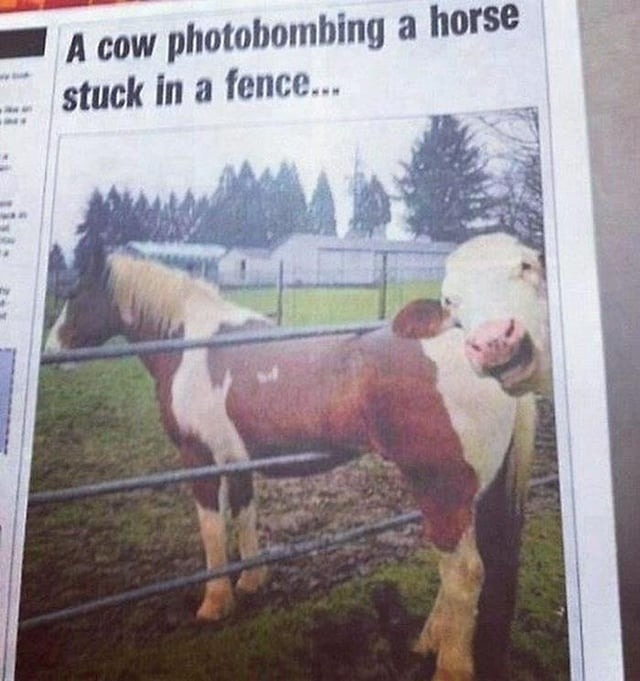 The best Cow memes :) Memedroid