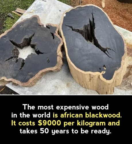 The best Wood memes :) Memedroid