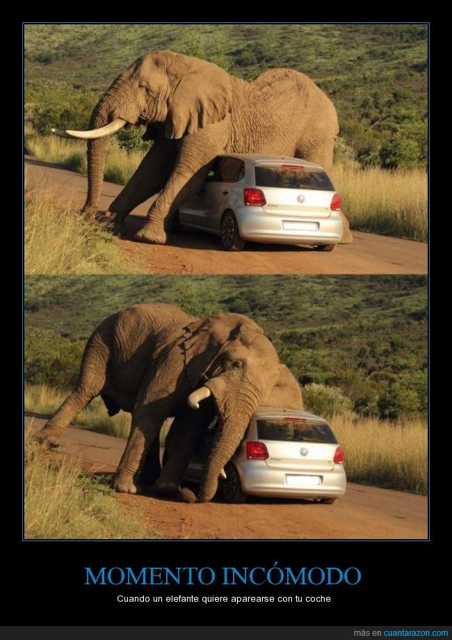 estupido y sensual elefante - Meme subido por joel.futbol :) Memedroid