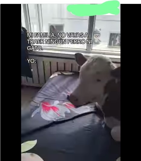 Top memes de Vaca en español :) Memedroid