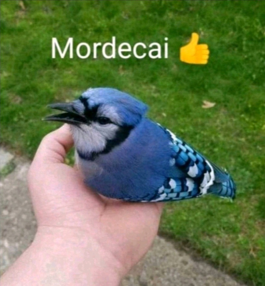 Mordecai - Meme subido por Alex_05-13 :) Memedroid