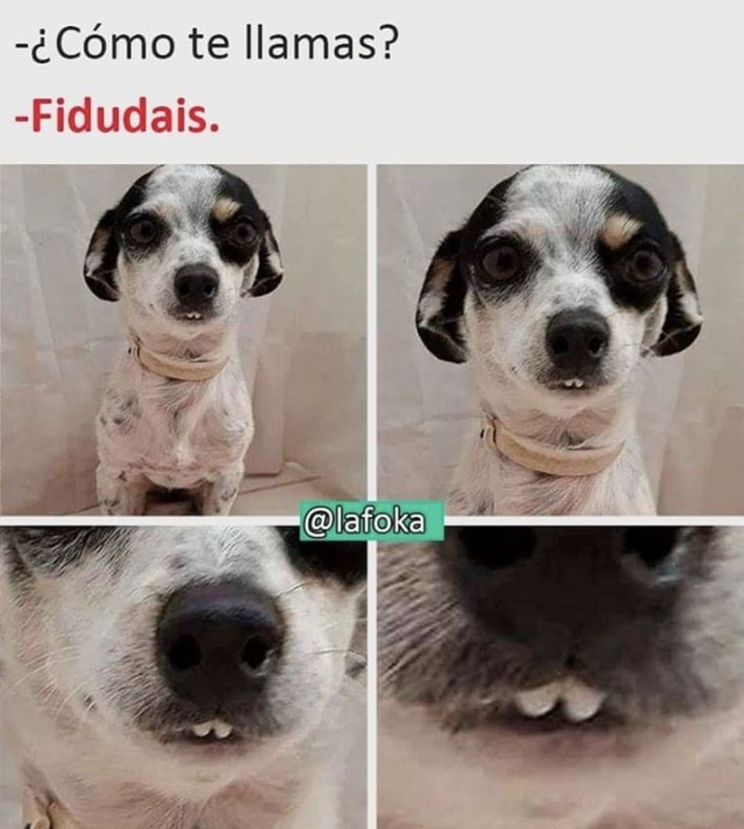 Top memes de Perrito en español :) Memedroid