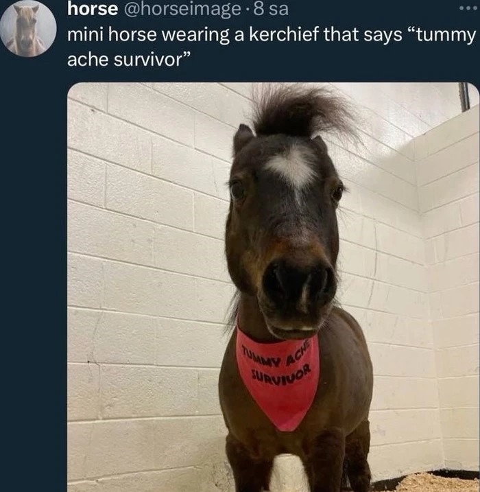 Tiny Horse Memes