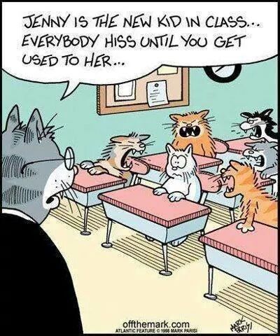 Cat School - Meme by iarnold :) Memedroid