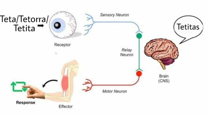 Top memes de Tetita en español :) Memedroid