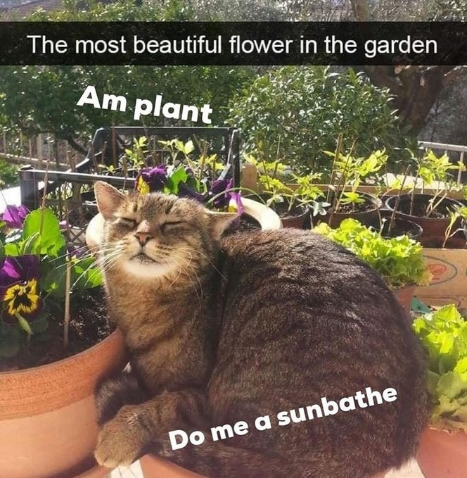 The best Flower memes :) Memedroid