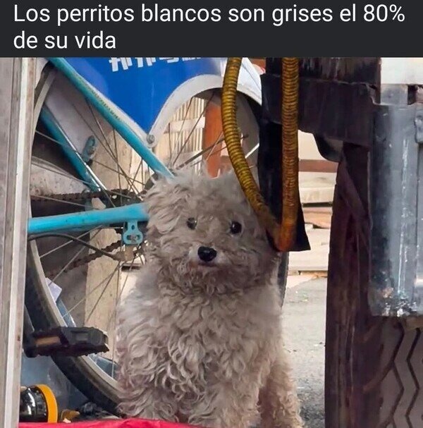 Los Últimos Memes :) Memedroid