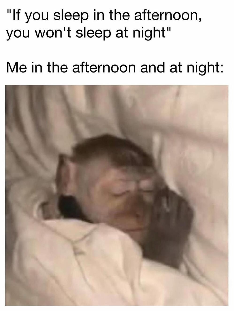 The best Monkey memes :) Memedroid