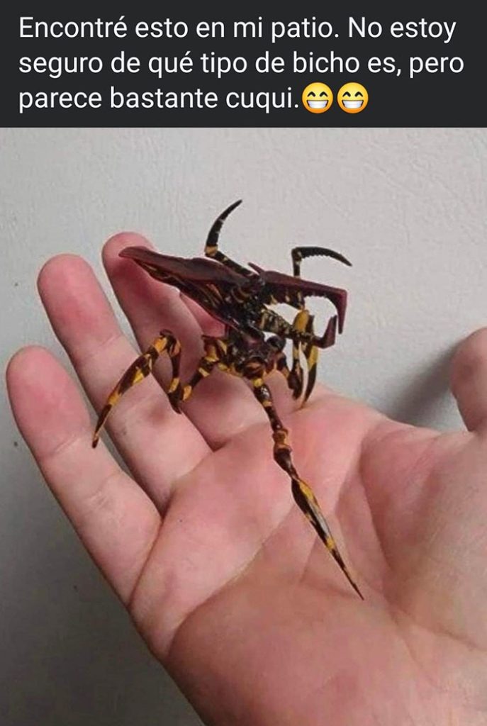 Top memes de Insectos en español :) Memedroid